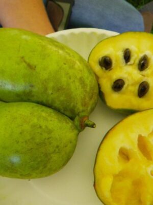 POMI FRUCTIFERI EXOTICI Archives - Gradina Floarei