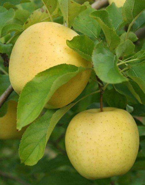 Măr Golden Delicious, ghiveci 5L - Gradina Floarei