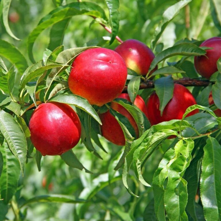 Nectarin Nectared 2, rădăcină nudă - Gradina Floarei