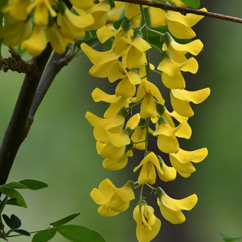 Salcam Galben la ghiveci, 5L, 50-70cm - Gradina Floarei