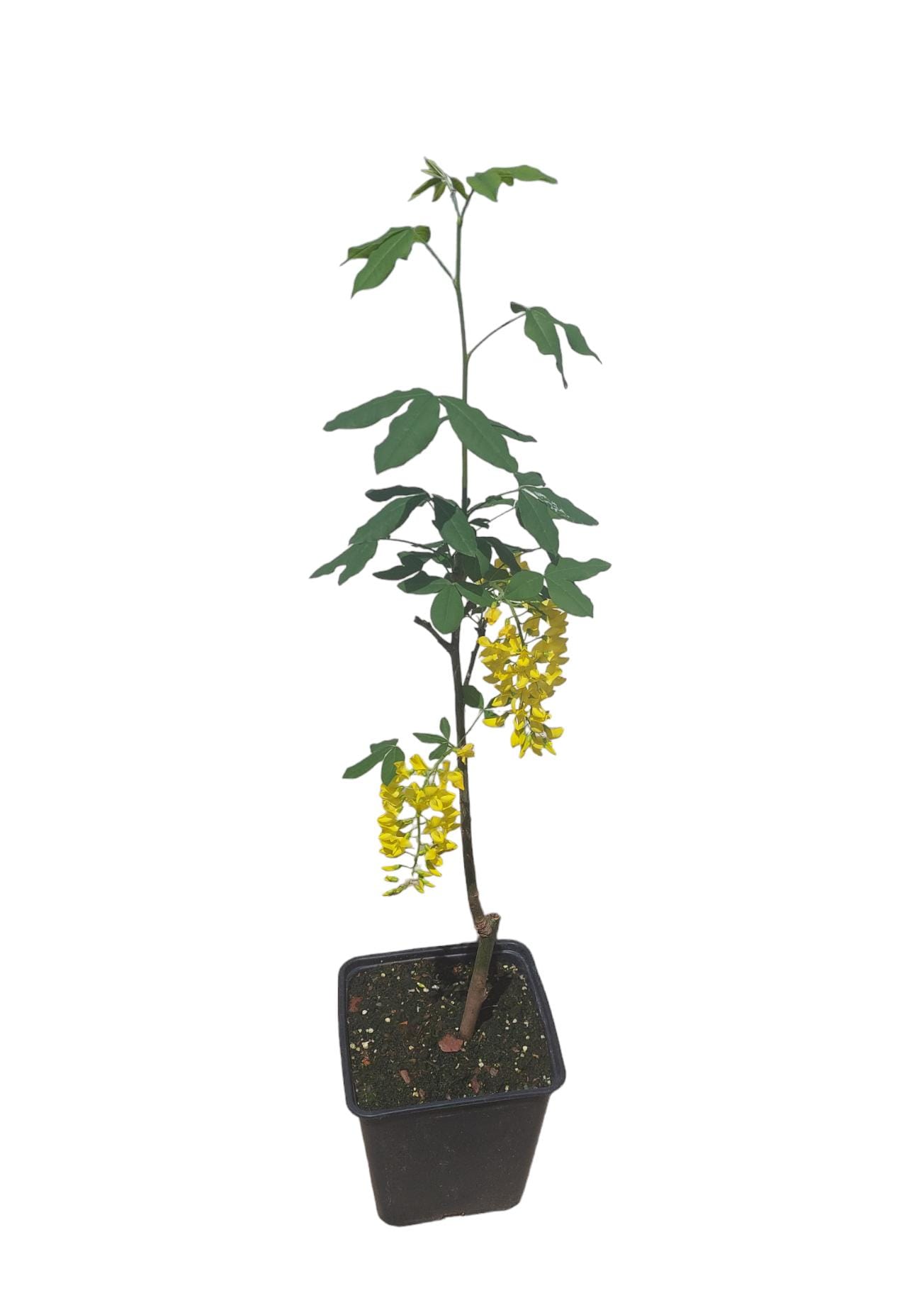 Salcam Galben la ghiveci, 2L, 30 cm - Gradina Floarei