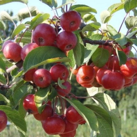 Mar ornamental- Malus Red Sentinel, ghiveci 1L - Gradina Floarei
