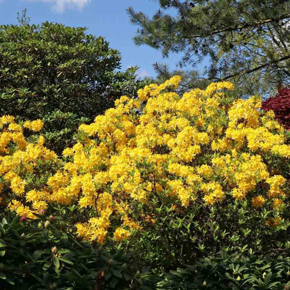 Rhododendron (Azalee)-Anneke, ghiveci 2 L - Gradina Floarei