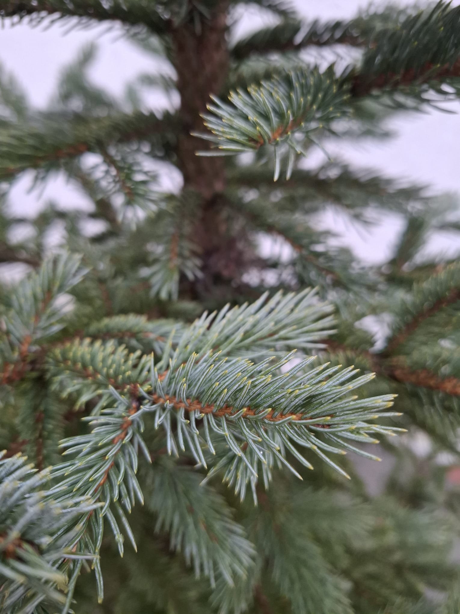 Molid/Brad -PICEA PUNGES la ghiveci, Nr. 16, (H-190 cm) - Gradina Floarei