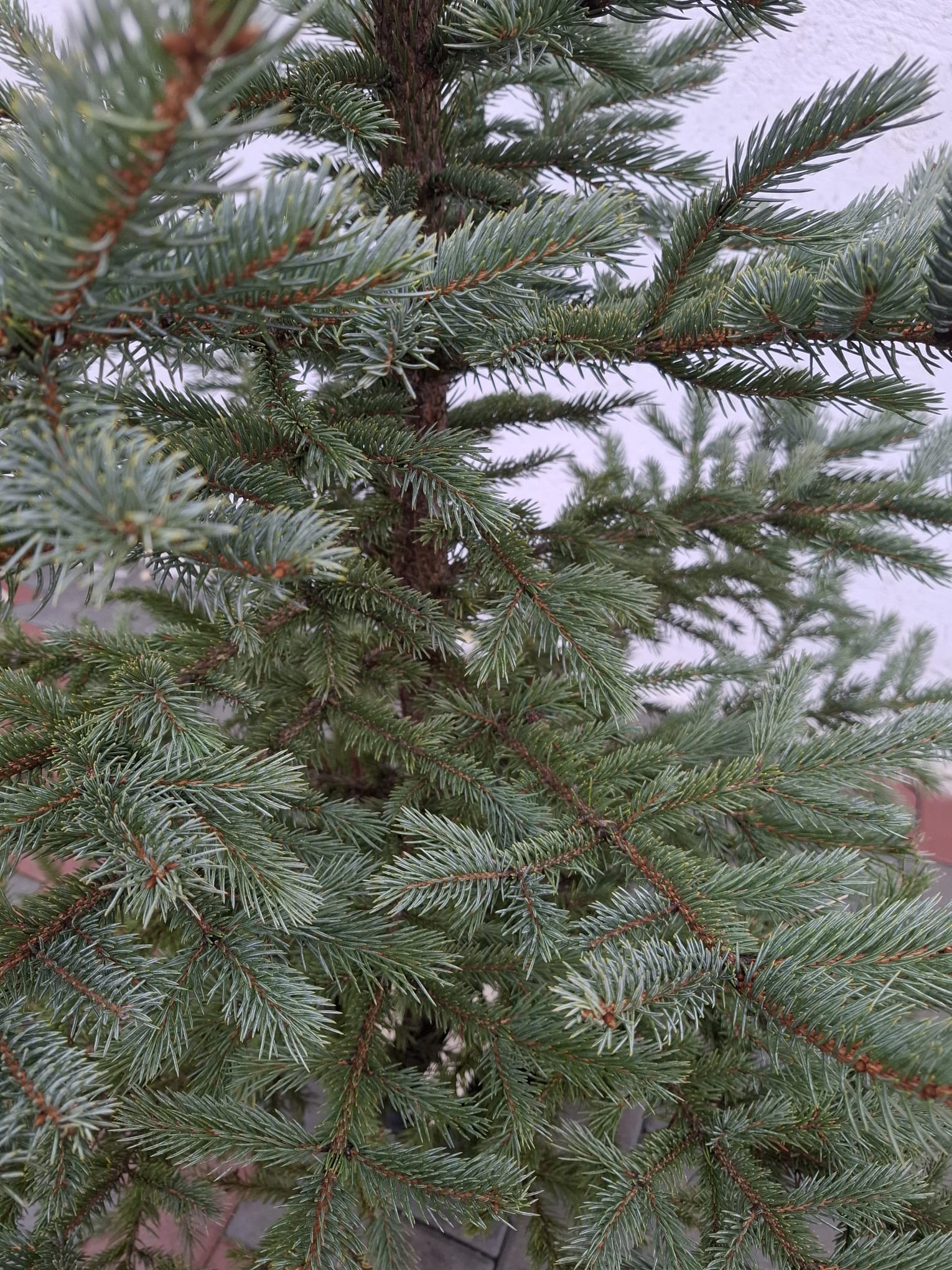 Molid/Brad -PICEA PUNGES la ghiveci, Nr. 16, (H-190 cm) - Gradina Floarei